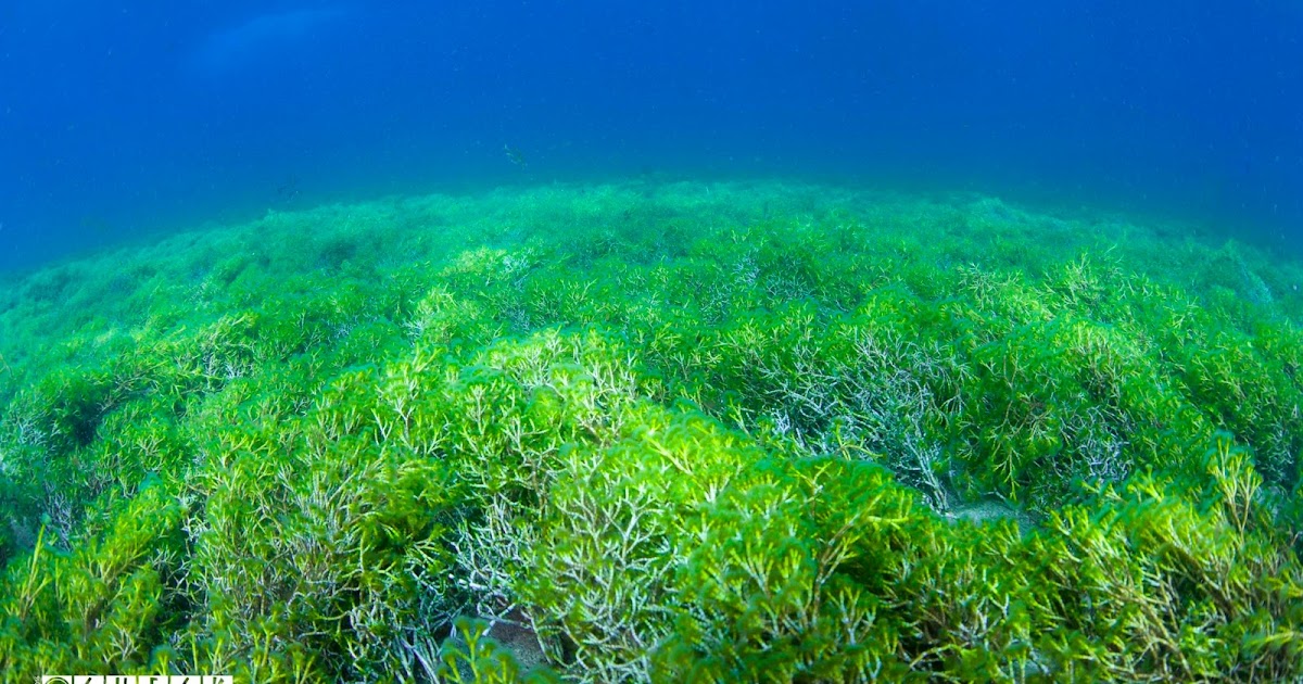 Check the Sea. Web de buceo y fotografía submarina de las Islas ...