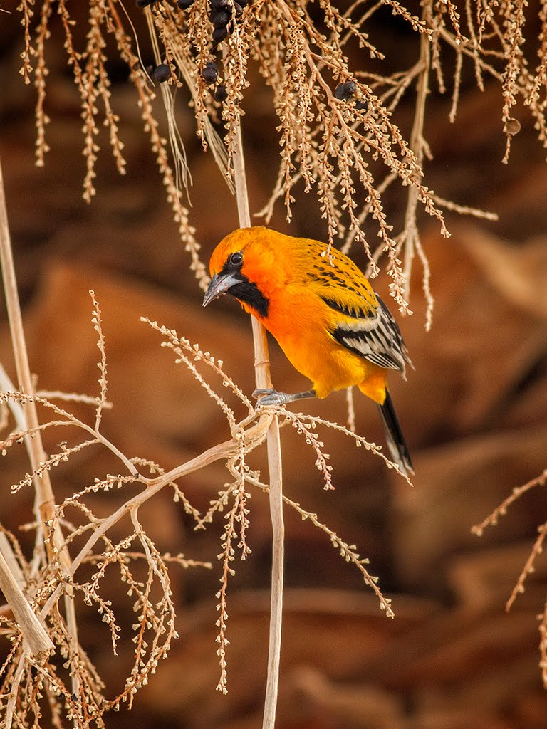 Rogue Birders ABA Life List - Rogue Birders