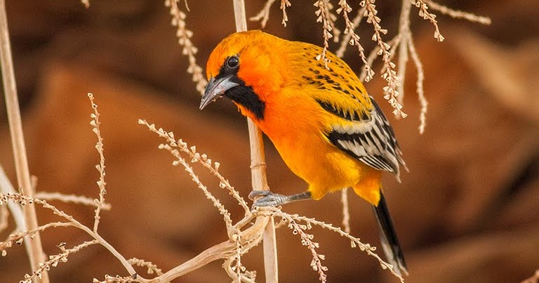 Rogue Birders ABA Life List - Rogue Birders