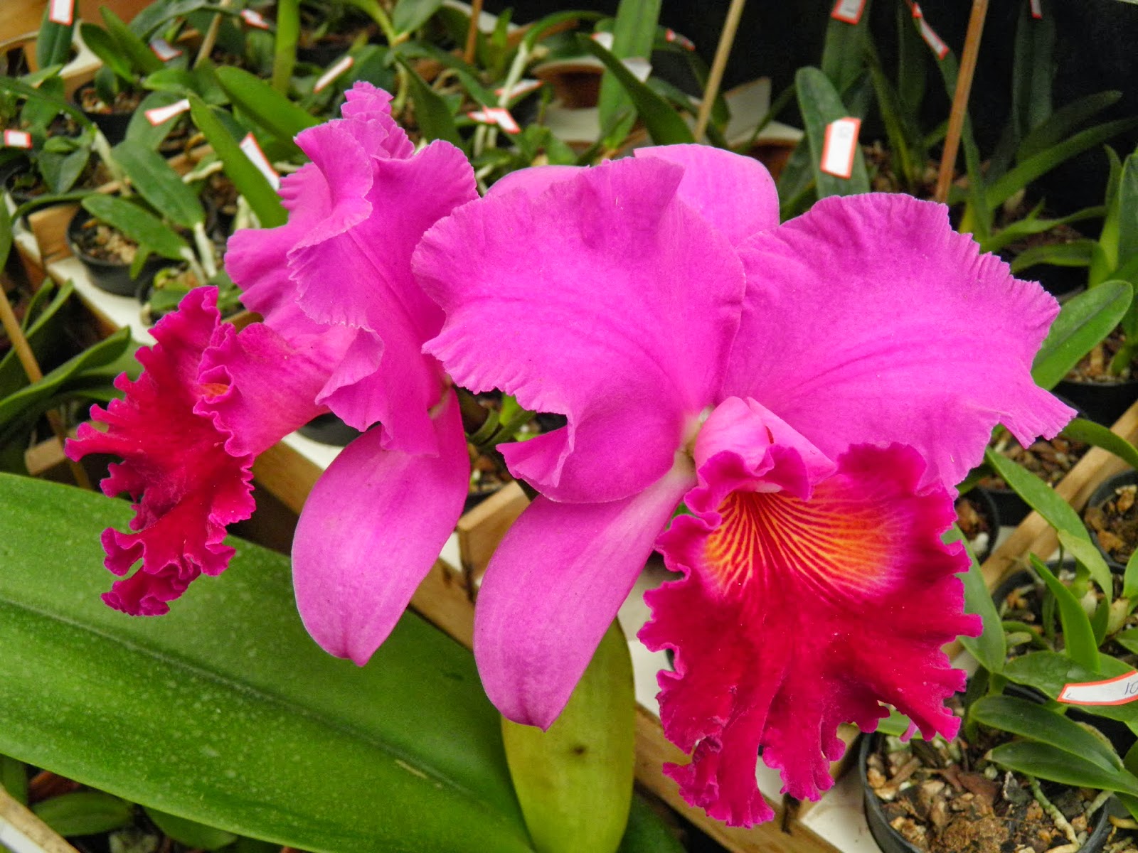 Artes, guloseimas e companhia - TCintra: ORQUÍDEAS.