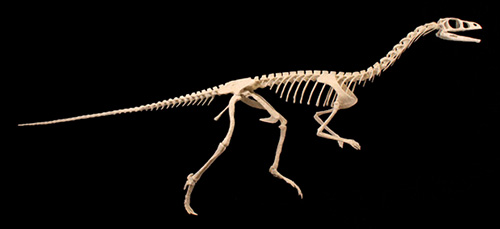 Mundo Pré-Histórico: Shuvossauro