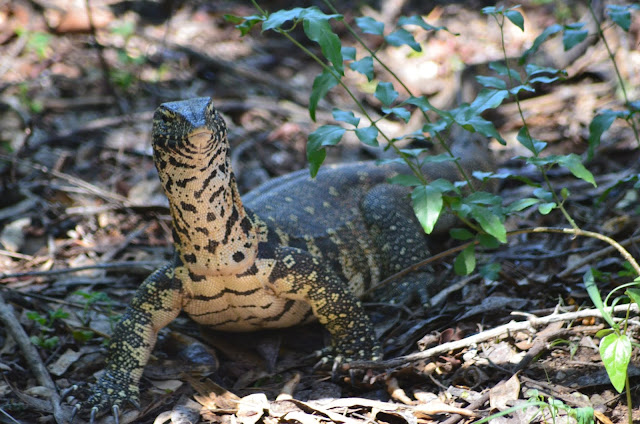 The Life's Way: Giant Plated Lizard Came to Meet #Mopani @SANParksKNP # ...