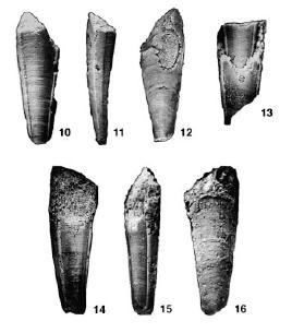 Variety of Life: Hyolithidae