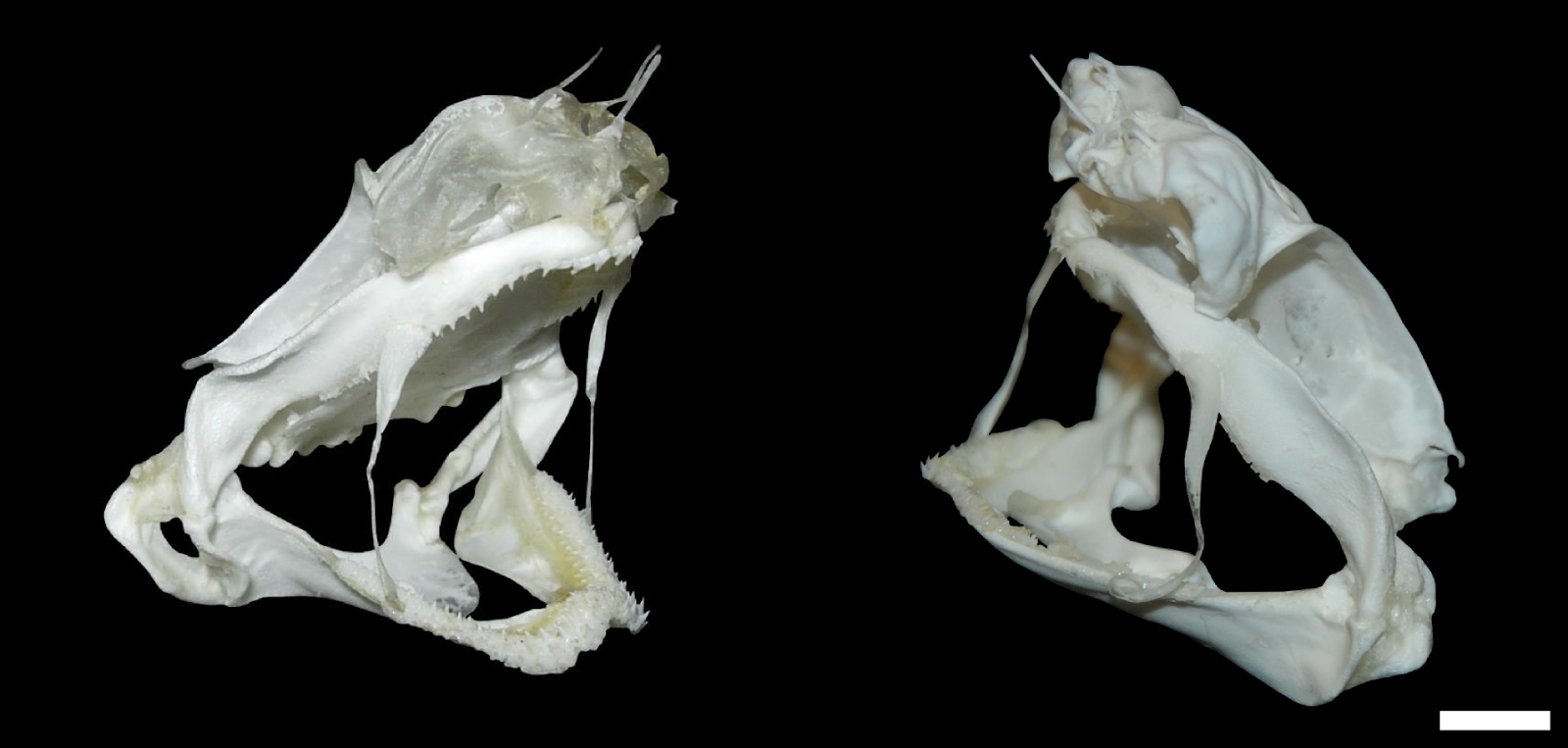Skulls, bones and fish soup: Catshark skulls and labial cartilages