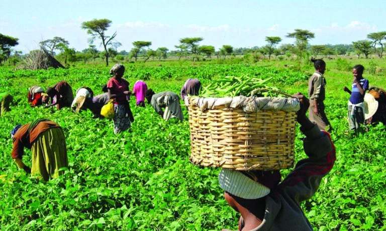 How Igbo communities prepare for farming season - Obong Express