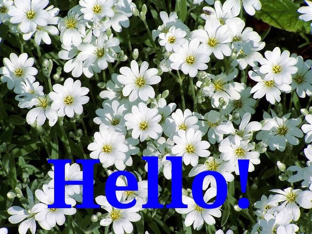 Top 10 Hello Images, Photos, Pictures, Greetings for WhatsApp - Good ...