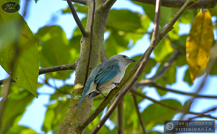 Jardín de Aves: Azulejo Común