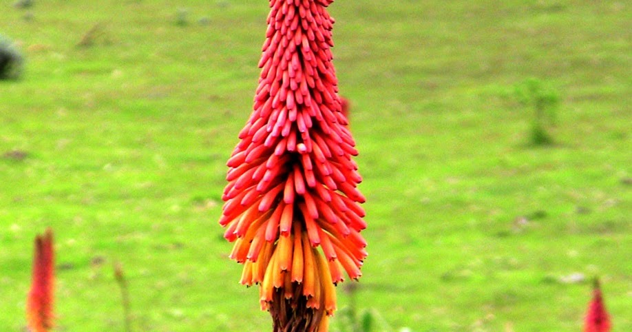 Species New to Science: [Botany • 2019] Kniphofia vandeweghei ...