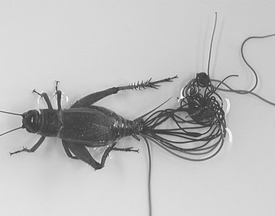 Cacing Rambut Kuda atau Horsehair Worm