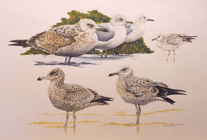TropicBirdArt Blog from Holt: 20191129 Caspian Gull 3rd winter, 2nd ...