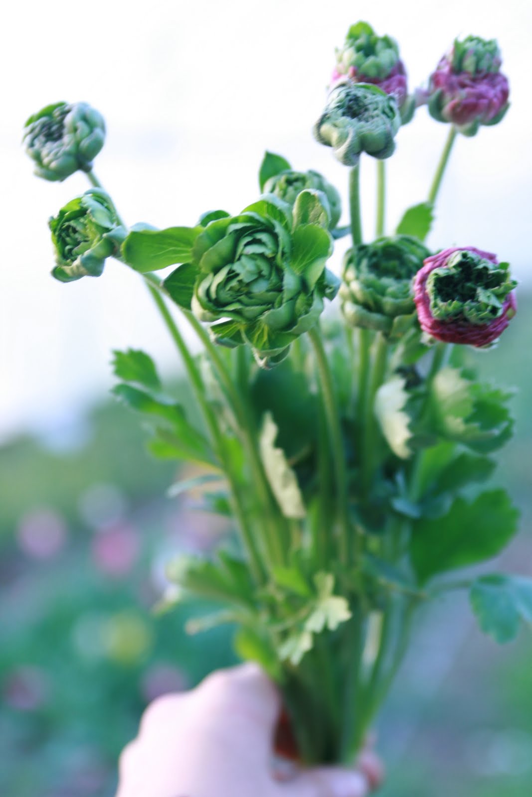 Super Green Ranunculus ! - Floret Flowers