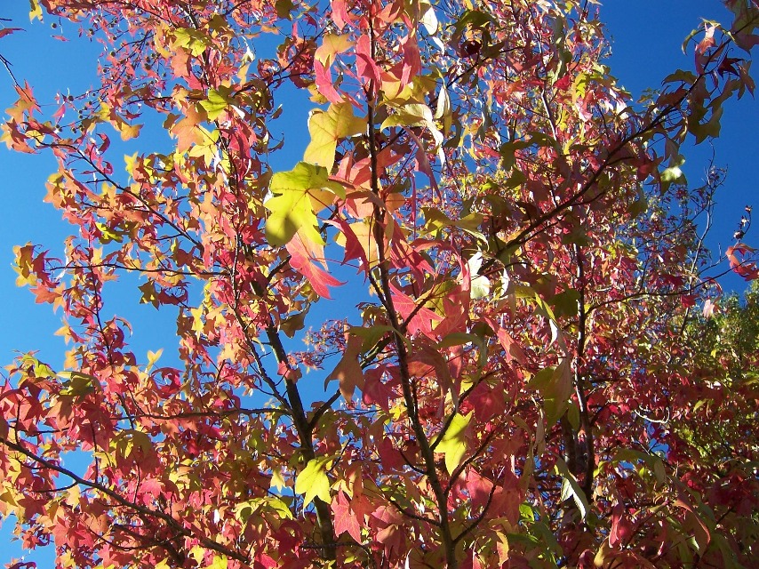 The 2 Minute Gardener: Photo - American Sweet Gum Tree (Liquidamber sp.)