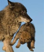 The Grey Wolf: Pack Mentality