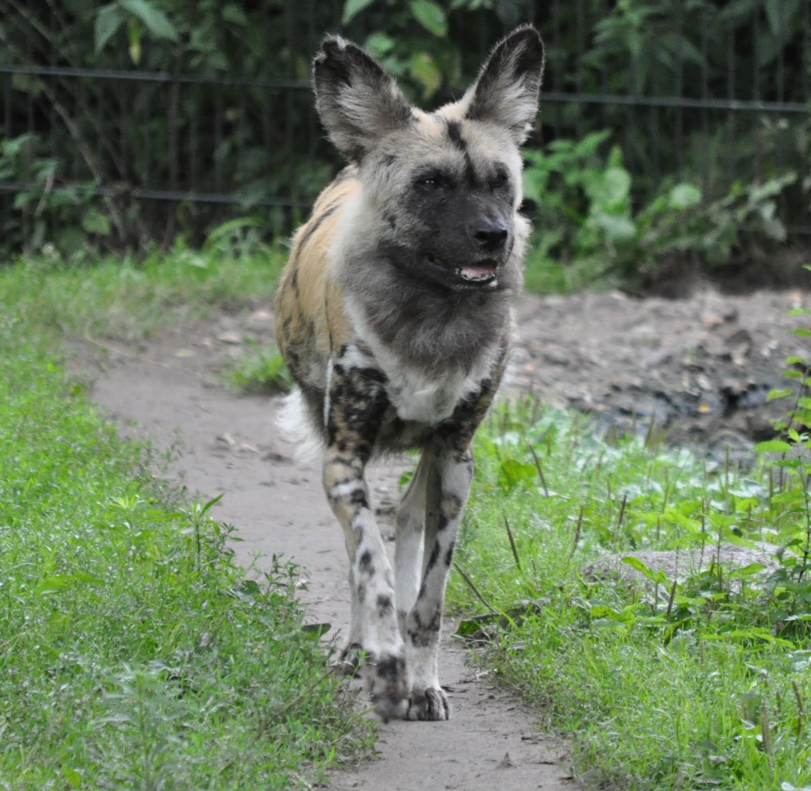 ZOOTOGRAFIANDO (6.100 ANIMALS): LICAÓN / AFRICAN WILD DOG (Lycaon pictus)