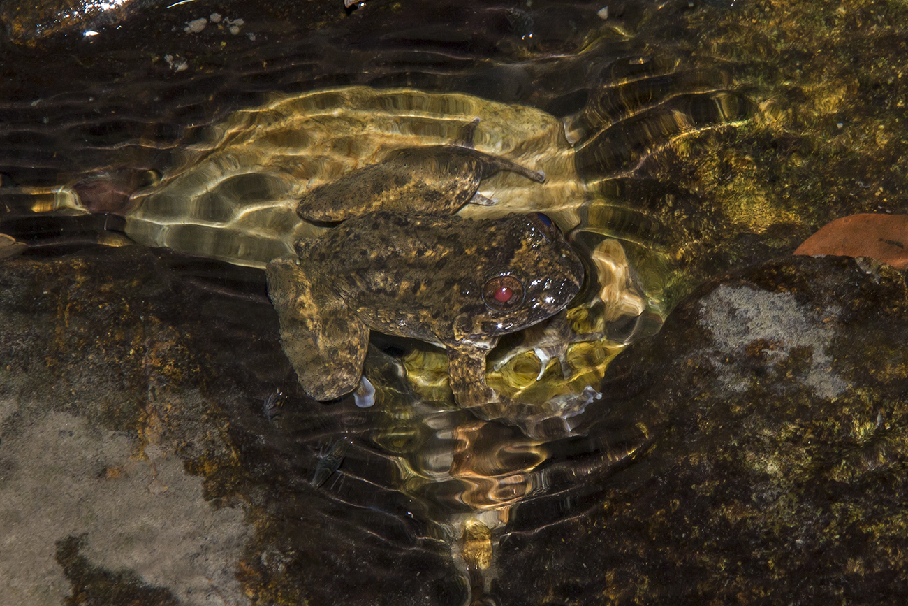 As The Crow Flies - a Hong Kong Birding Blog: Birding & Herping in May