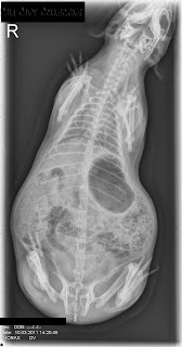 Cali Cavy Collective: a blog about all things guinea pig: X-rays of a ...