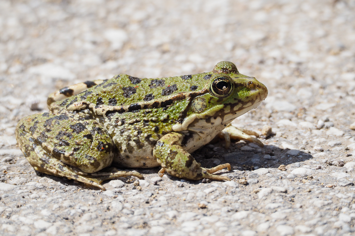 De Vogelkijker!: juli 2019