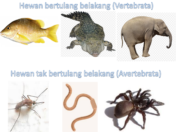 Hewan vertebrata dan avertebrata lengkap