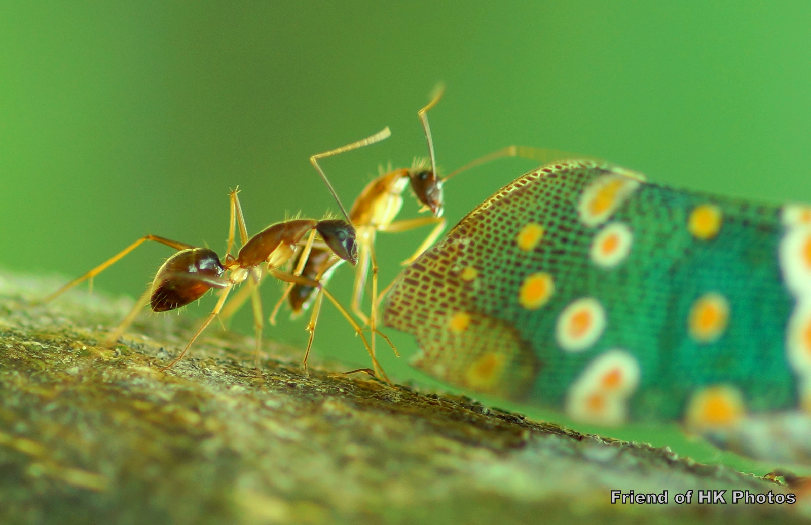Photographic Wildlife Stories in UK/Hong Kong: Strange Looking Insects