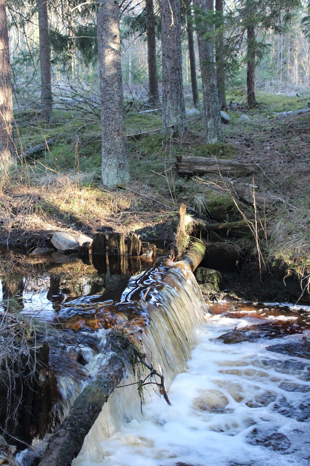 Vform: Våren har kommit ...