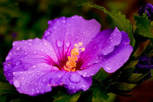 Purple Hibiscus- Kambili