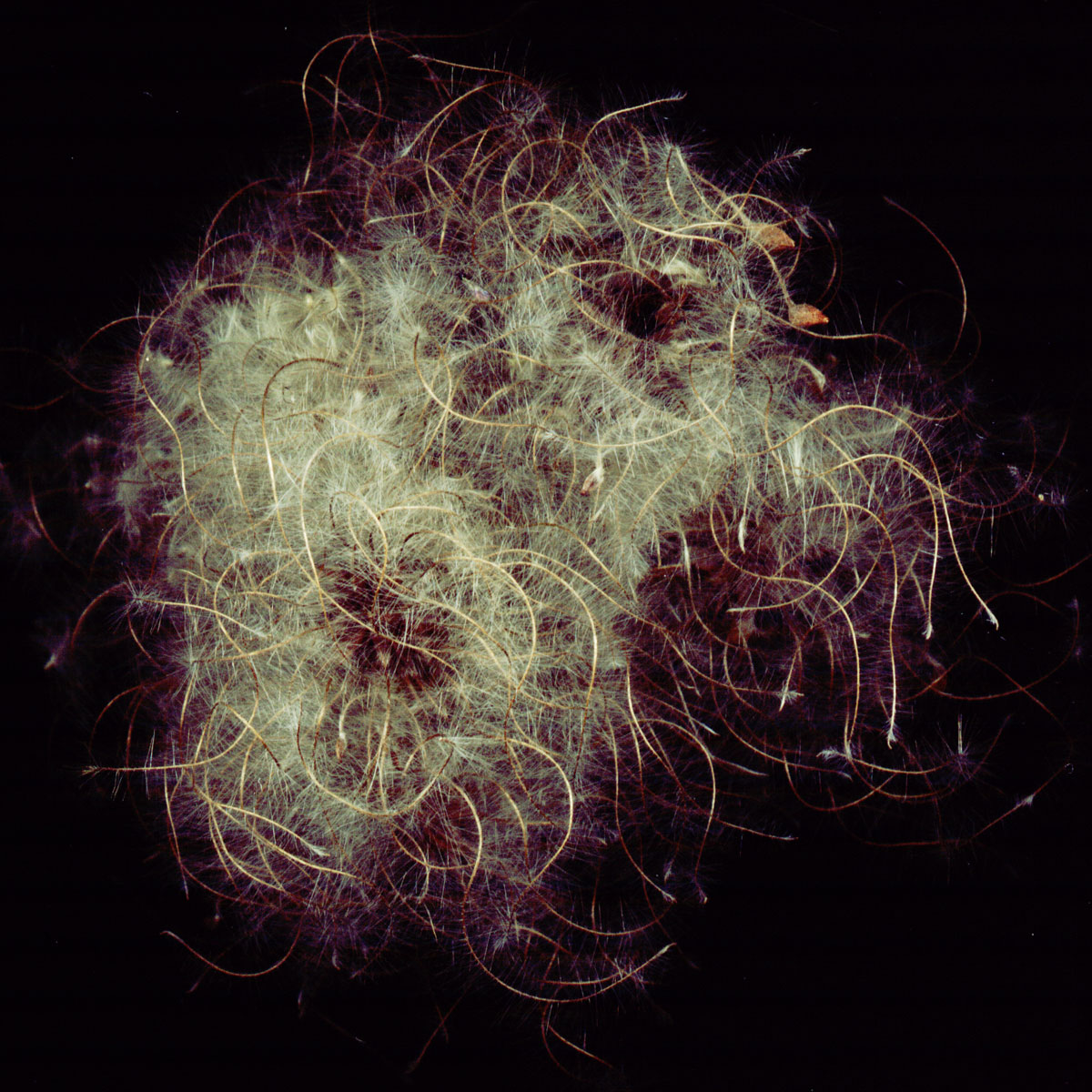 Loretta Flower: craig cramer