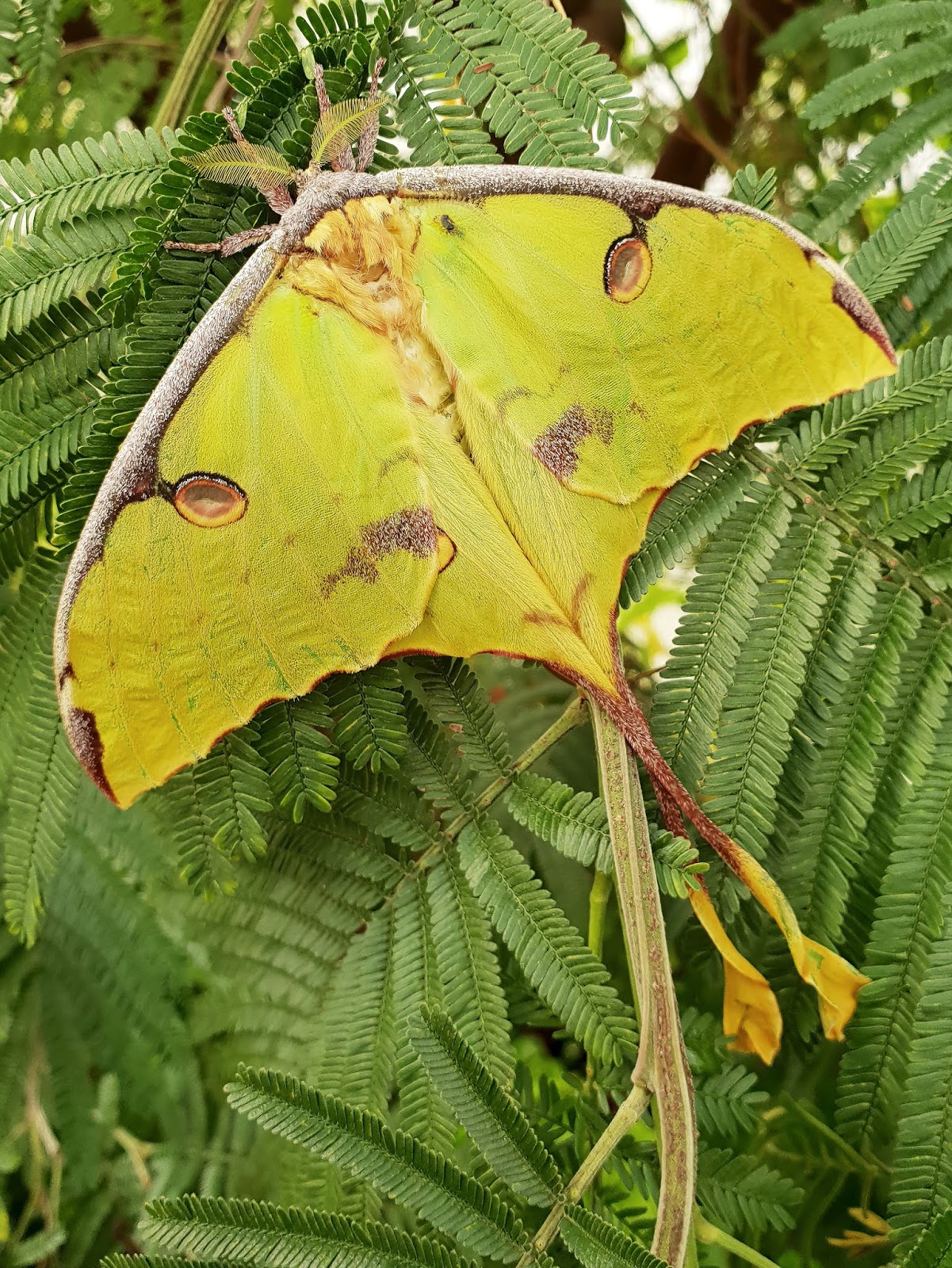 Top 6 Most Beautiful Moth Species in the World