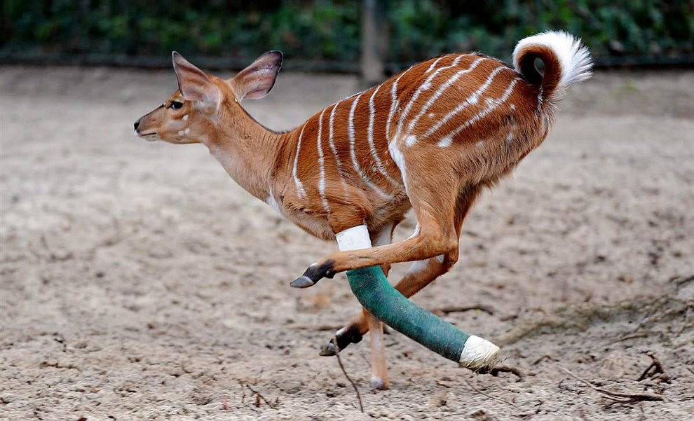 est100 一些攝影(some photos): Artificial Limbs , Animal 人工義肢 , 動物