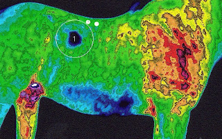 ANTI-AGEING an Independent Lifewave Distributor : Thermal Imaging and ...