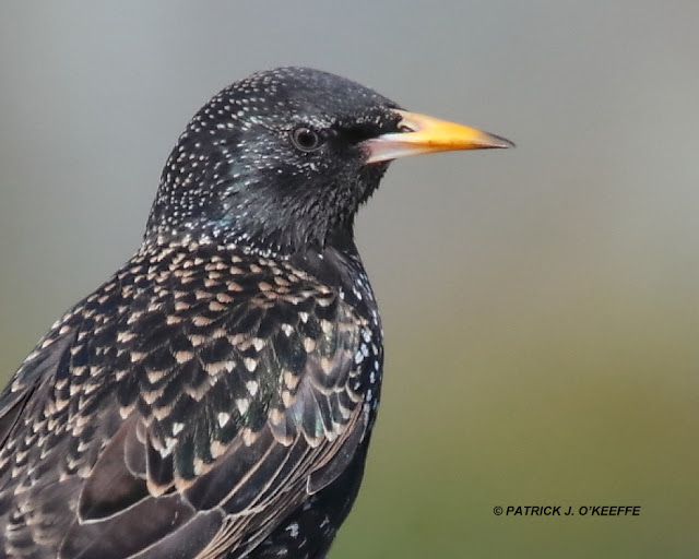 Raw Birds: EUROPEAN STARLING or COMMON STARLING (Sturnus vulgaris ...