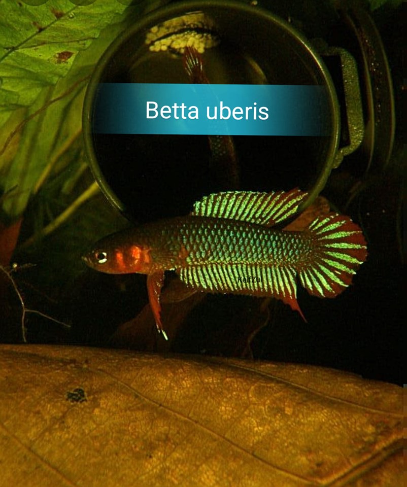 Berita TV Malaysia: Spesies tersendiri dengan nama Betta uberis ...