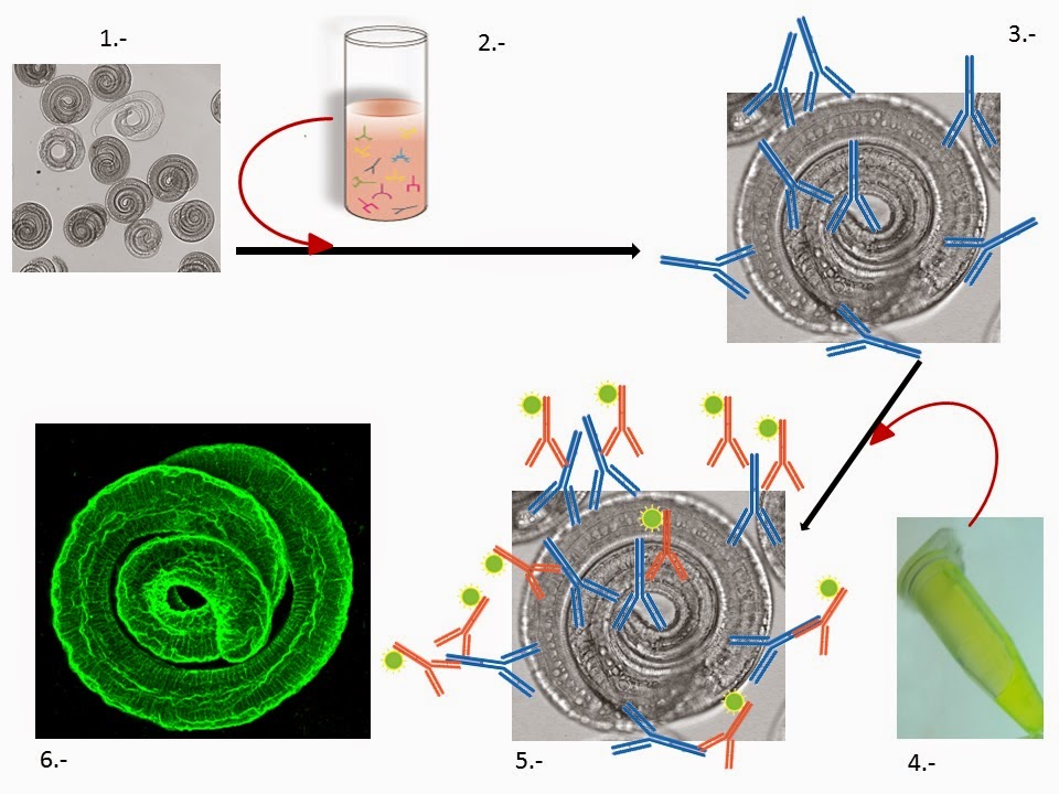 Ciencias biosanitarias para todos: Los anticuerpos en el diagnostico ...