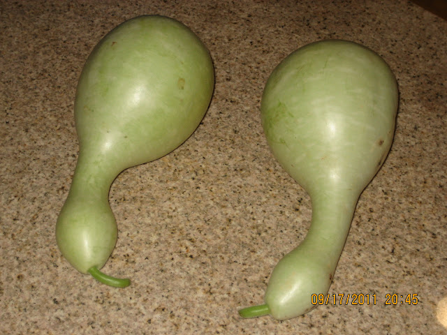 Brindavan in the Bay Area: Exotic Gourds