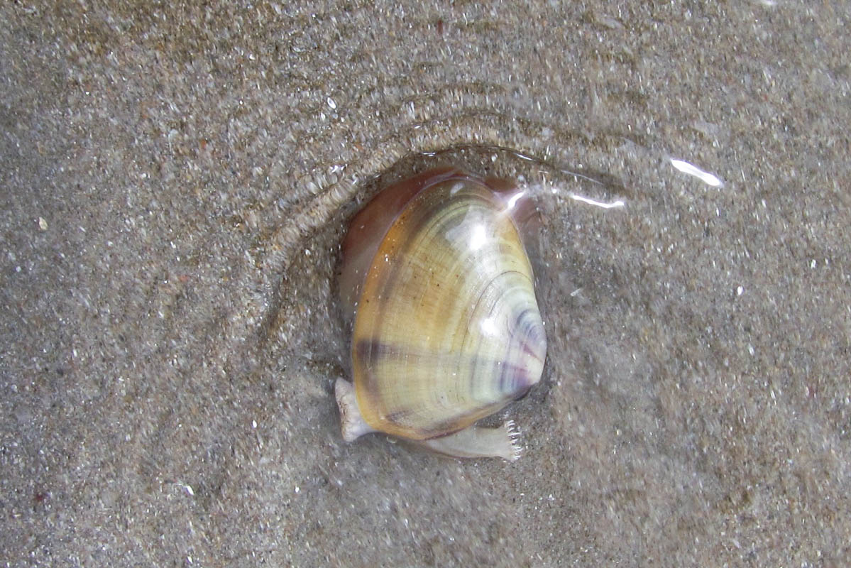 Queensland Coast: Fauna in the Swash Zone of a Tropical Beach