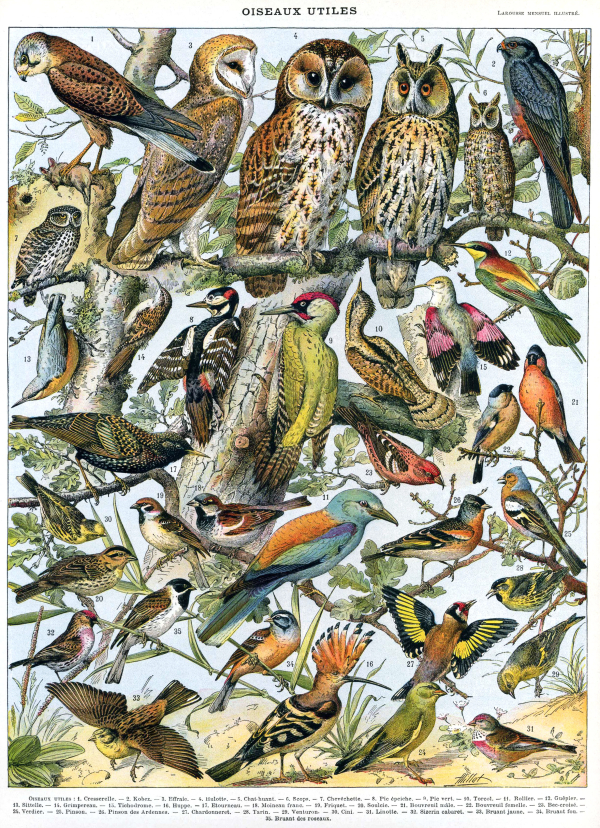 paradis express: Adolphe Millot