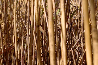 NEW SAVANNA: Three views of grass - ZOOM