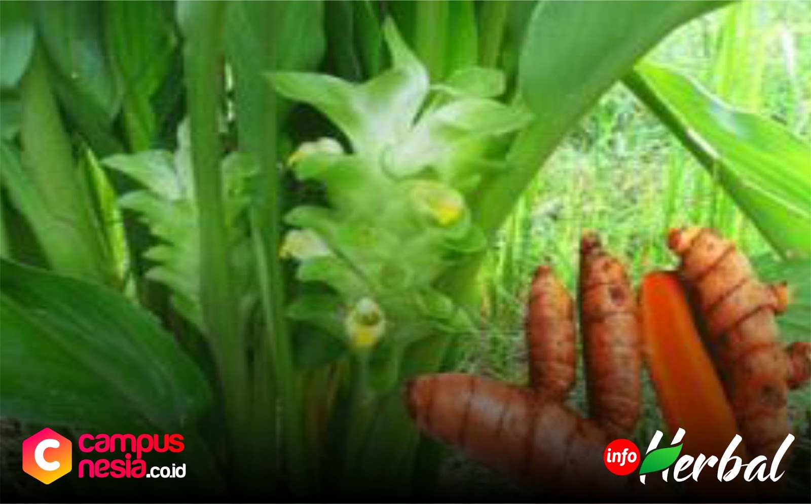 Info Herbal: Mengenal Tanaman Kunyit - Campusnesia.co.id