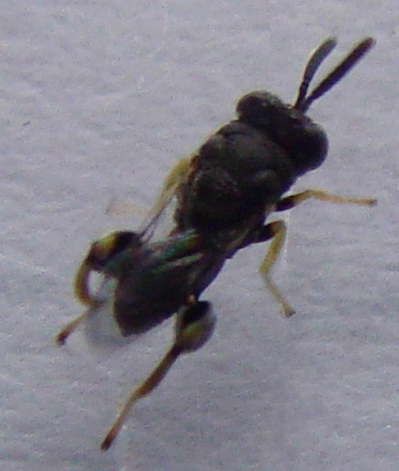 Insects of Kerala: WASP-4