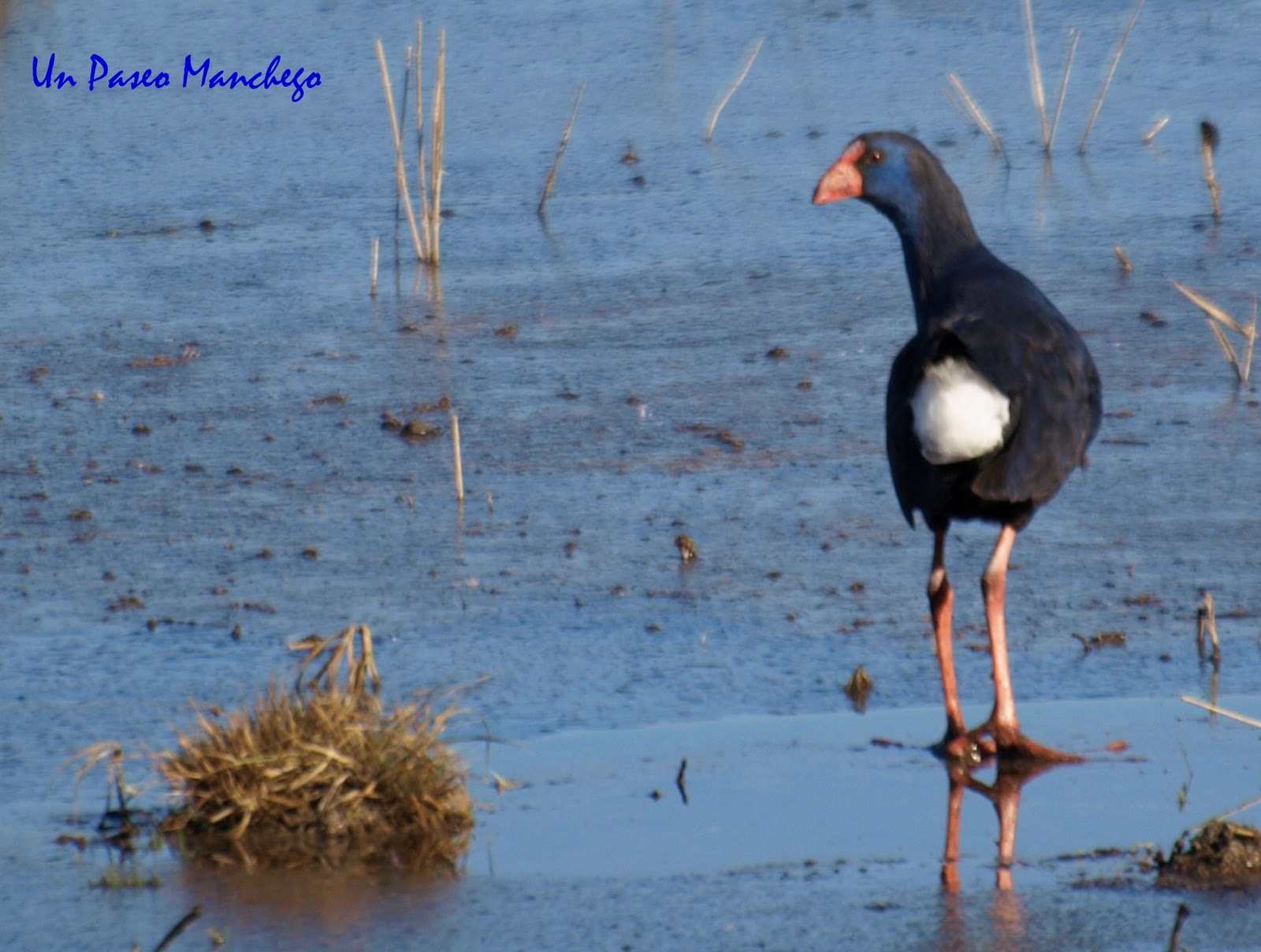 Un Paseo Manchego: El Calamón; Porphyrio porphyrio.