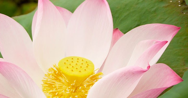 AMAZING BENEFITS OF LOTUS FOR SKIN,HAIR AND HEALTH - Herbal Skill Care