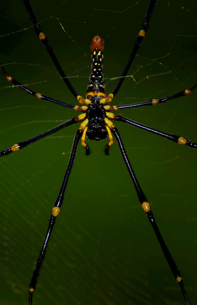 Palawan Stink Badger - A mephitid endemic to Palawan