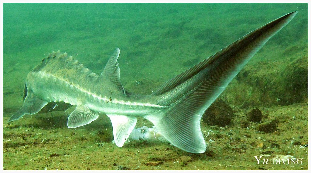 Real Monstrosities: Sturgeon