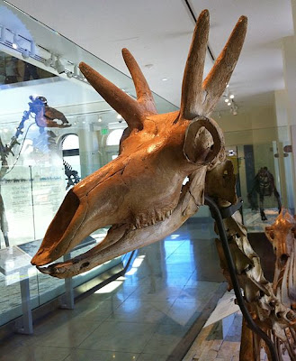 Domain of the C-Rex: The Amazing Antilocaprid Artiodactyls