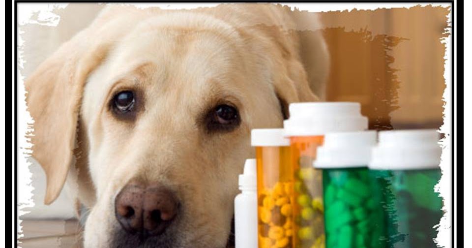 MUN: El cáncer de hueso en los perros