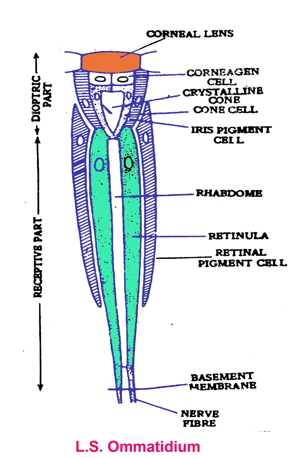 B. Sc. - II Animal Diversity- IV (Old) : Cockraoch Temporary ...