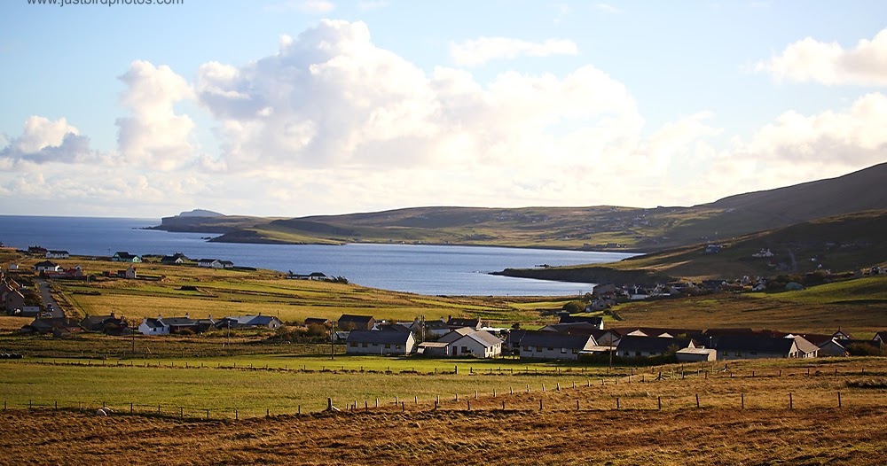 Wanstead Birder: 2020: 100%