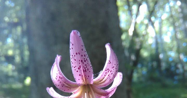 Adevărul de pretutindeni: CRINUL DE PĂDURE (LILIUM MARTAGON) 27.05.2018
