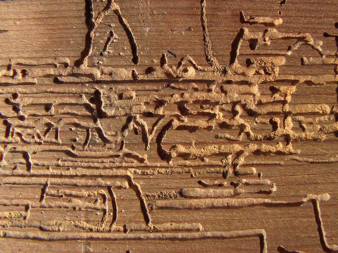 Piet Schellekens: 322. Houtkevers en hun werk