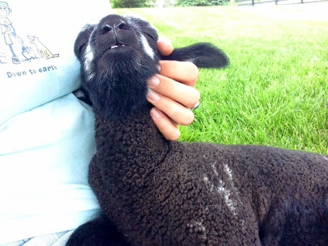 Punkin's Patch: Teefers!