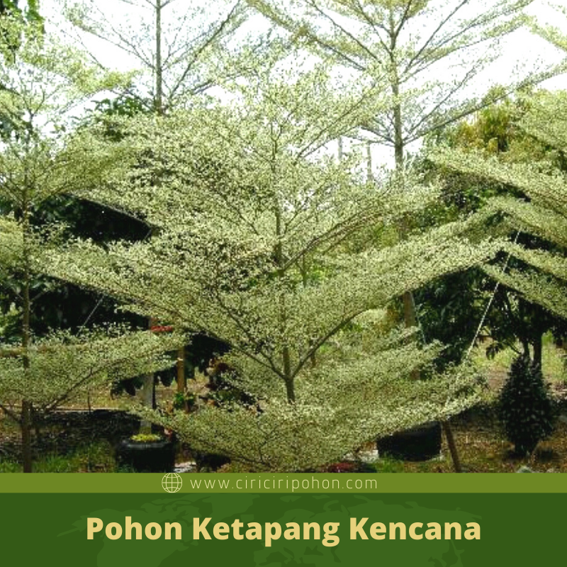 Pilihan Tempat Terbaik Menanam Pohon Ketapang Kencana - Ciriciripohon.com